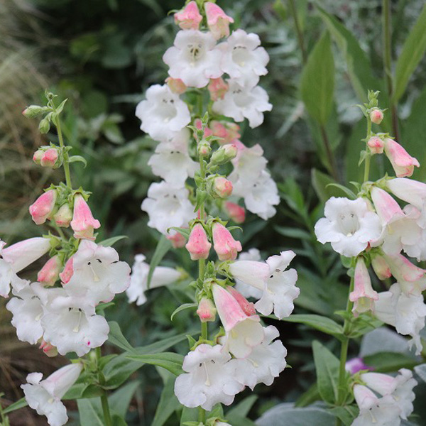 ペンステモン：アップルブロッサム3-3.5号ポット の通販 | 園芸ネット