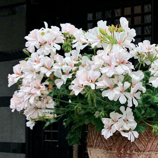 ゼラニウム：マルカダ ホワイト3.5号ポット 6株セット の通販 | 園芸ネット