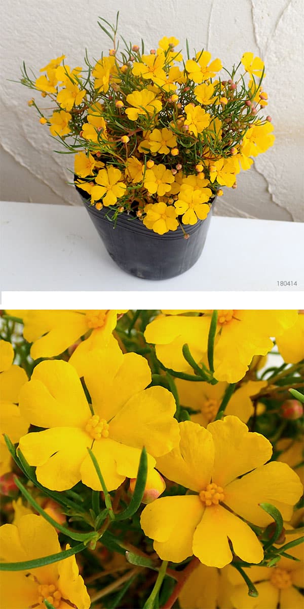 ヒベルティア：サニースマイル レモン2.5～3号ポット の通販 | 園芸ネット