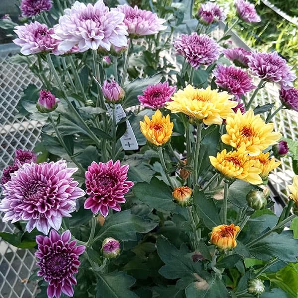 スプレーマム：ダンテ4色花色ミックス5号鉢植え の通販 | 園芸ネット