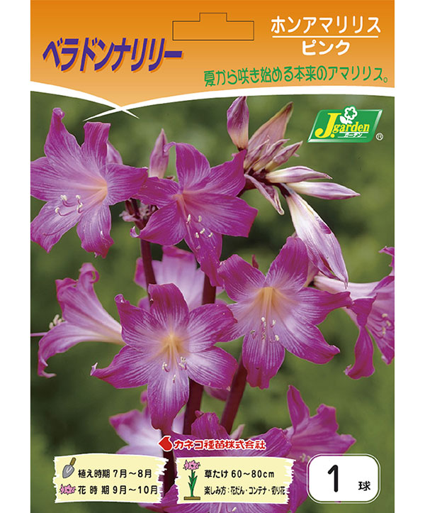 園芸ネット 商品詳細 ベラドンナリリー：ピンク 1球入り