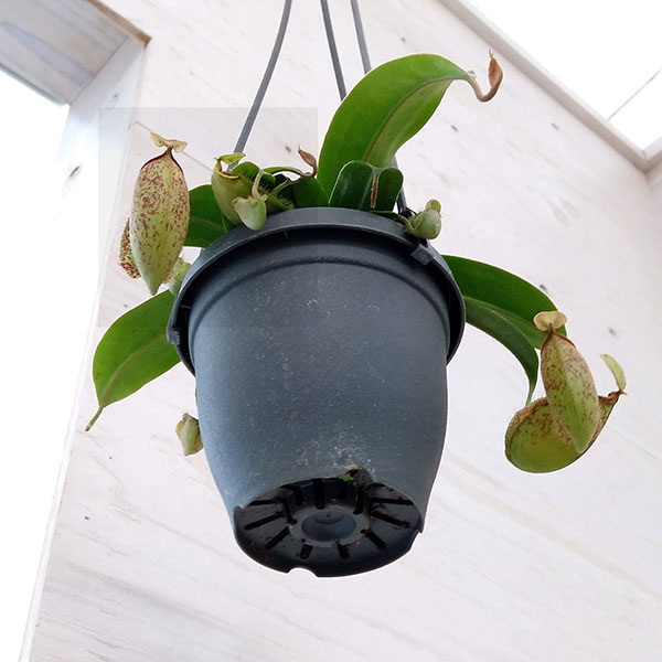 園芸ネット 商品詳細 ネペンテス：フーケリアナ 3.5号吊り鉢