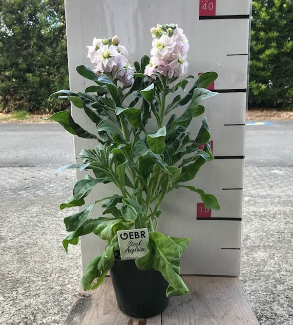 ストック：アングレーズ チェリー3.5号ポット の通販 | 園芸ネット