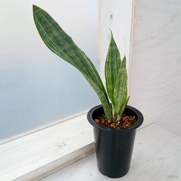 [ザ・ファームセレクト]サンセベリア：ラブラノス 23251 斑入り 3.5号鉢植え の通販 | 園芸ネット