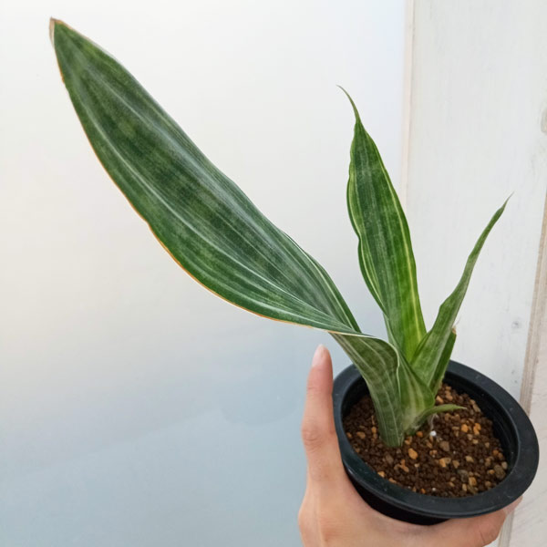 [ザ・ファームセレクト]サンセベリア：ラブラノス 23251 斑入り 3.5号鉢植え の通販 | 園芸ネット