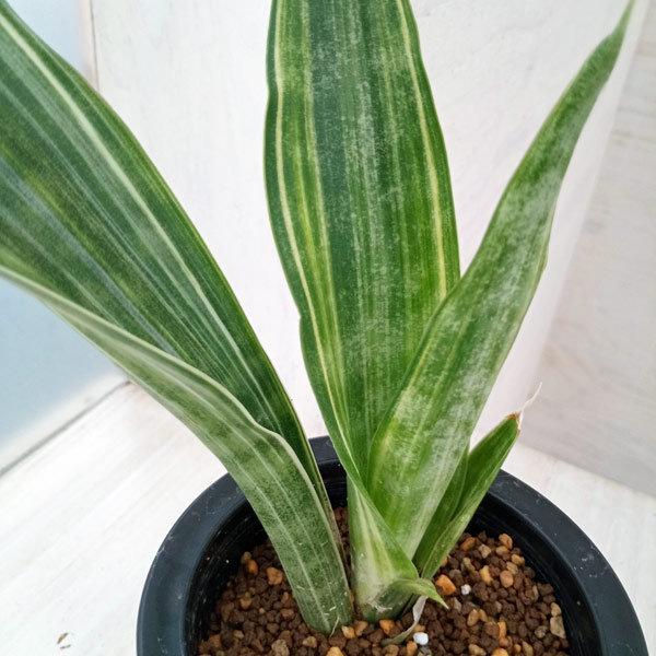 [ザ・ファームセレクト]サンセベリア：ラブラノス 23251 斑入り 3.5号鉢植え の通販 | 園芸ネット