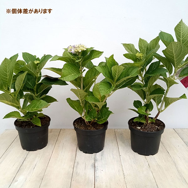 アジサイ：HBAディヴァフィオーレ パープル5号ポット の通販 | 園芸ネット